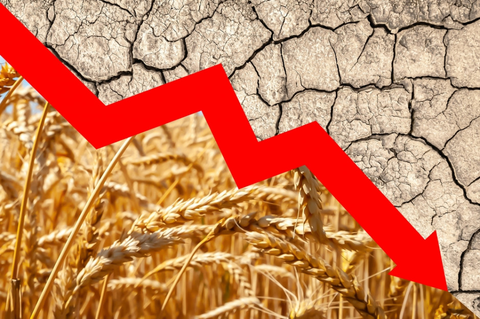 Susza w 14 województwach. Ceny żywności wzrosną? Co mówią rolnicy?