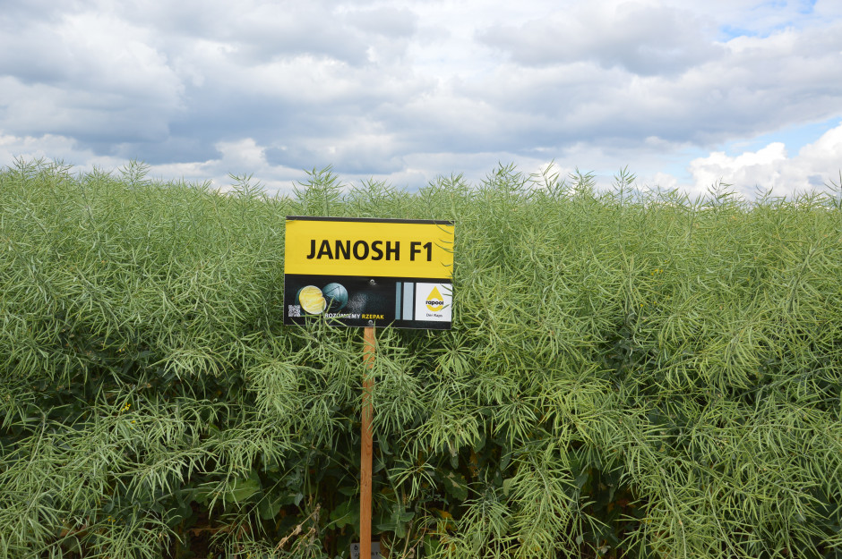 Rapool: Odmiany z nowego konceptu genetycznego