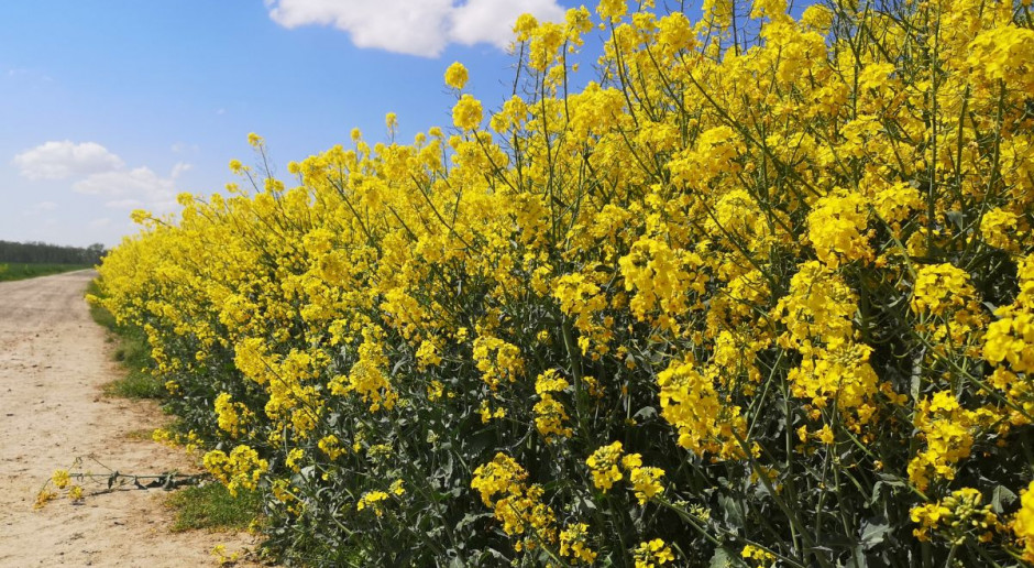 Nasiona rzepaku ozimego – odmiana Metropol F1