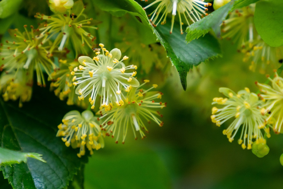 Lipa drobnolistna. Działanie, właściwości i przepis na napar z kwiatów lipy