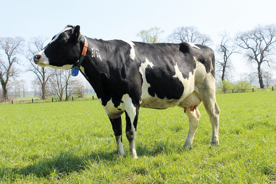 Zdrowe nogi i racice. Fundament długowiecznej krowy