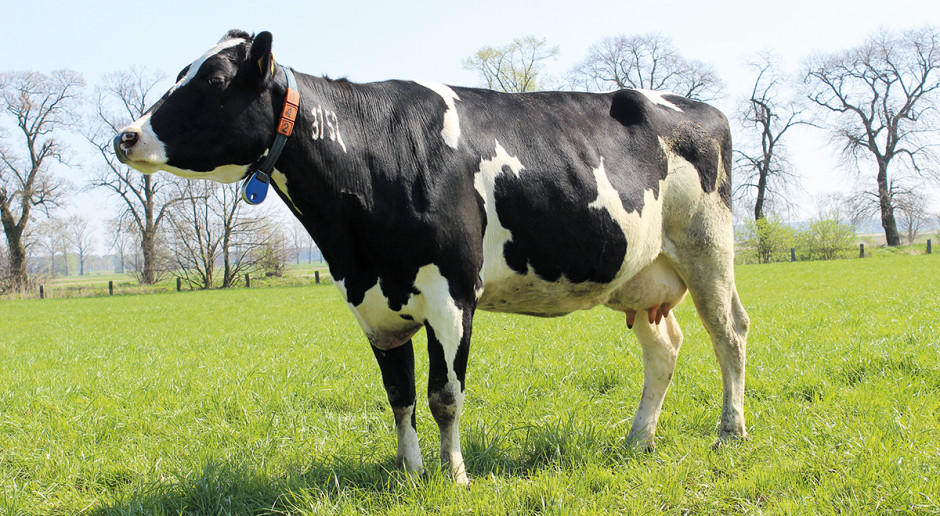Zdrowe nogi i racice. Fundament długowiecznej krowy