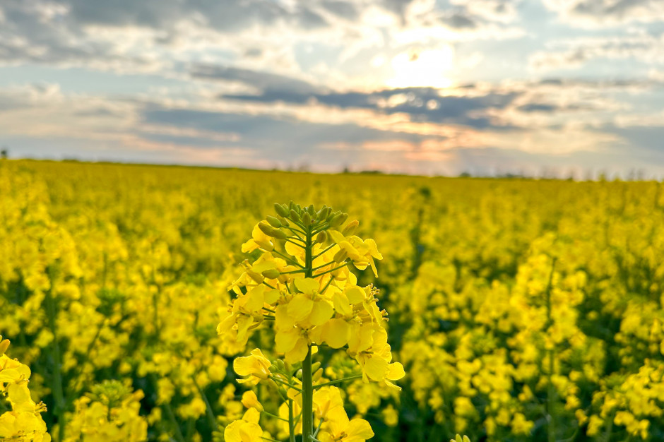 Rzepak – dawniej stabilny