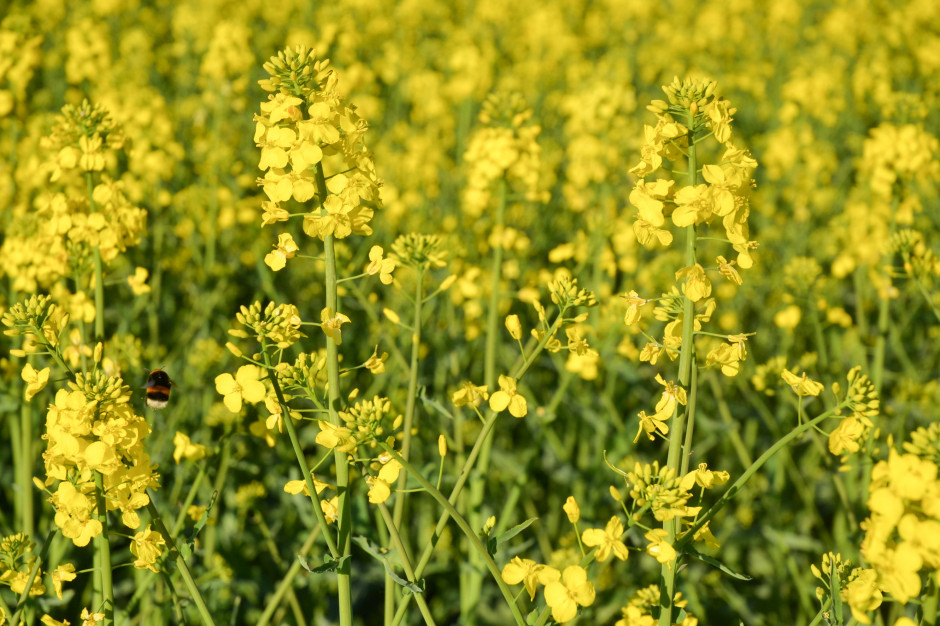 Rzepak w systemie ekologicznym okiem praktyka