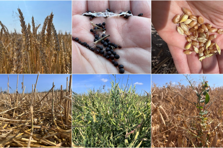 Susza przyspieszy żniwa w centrum kraju i na Kujawach