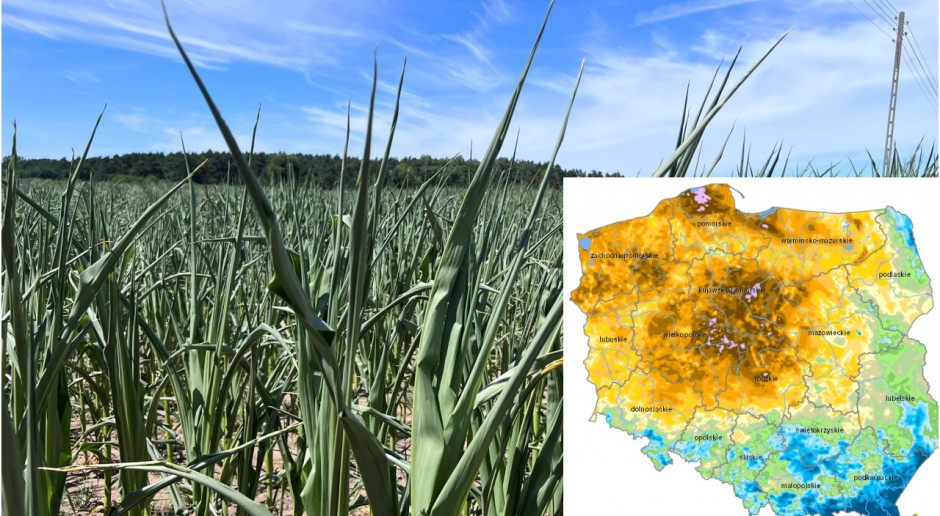 Susza trawi całą Polskę. Kolor brązowy i fioletowy na mapie IUNG-PIB