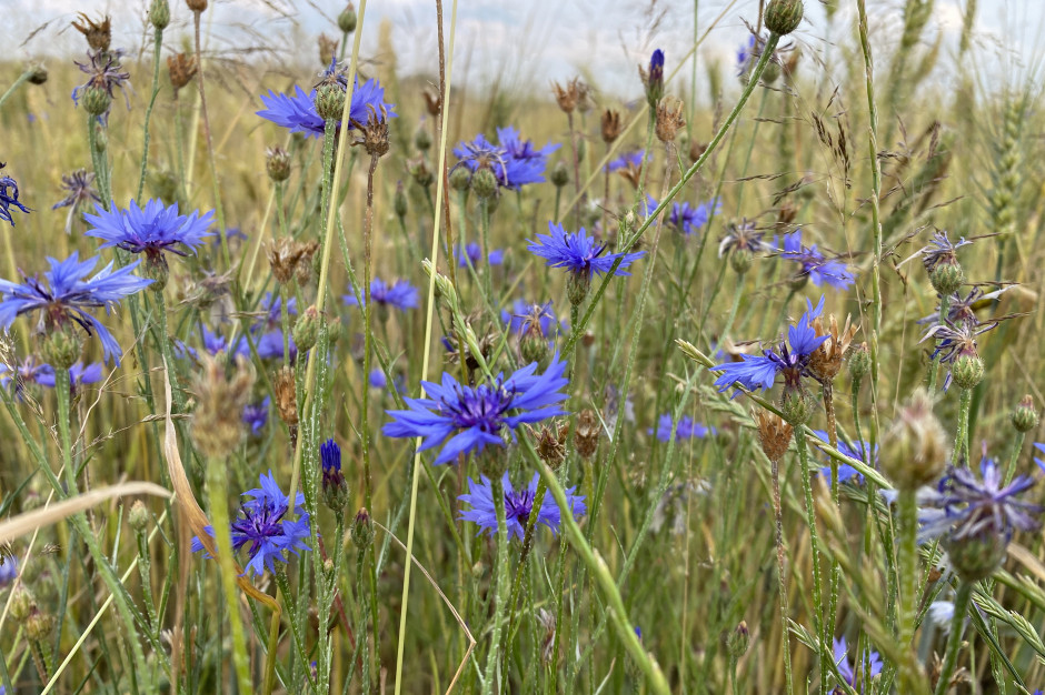 Rośnie odporność chabra bławatka na herbicydy stosowane przez rolników