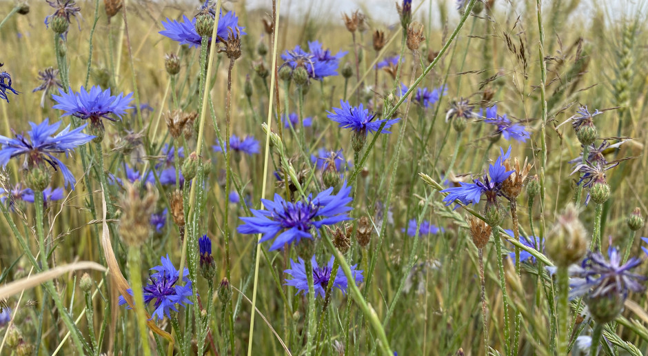 Rośnie odporność chabra bławatka na herbicydy stosowane przez rolników