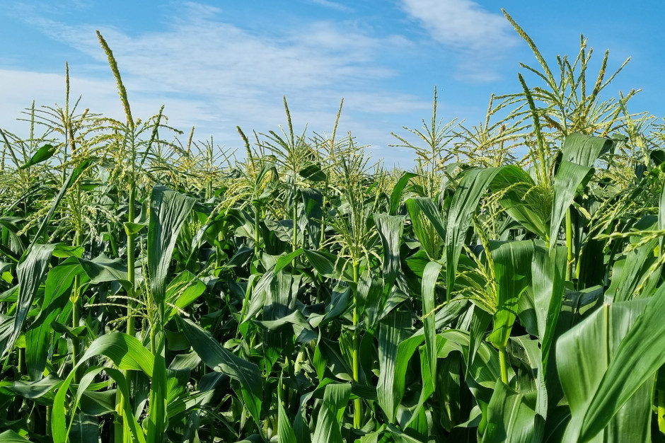 Kukurydza cukrowa - niewielkie możliwości odchwaszczania