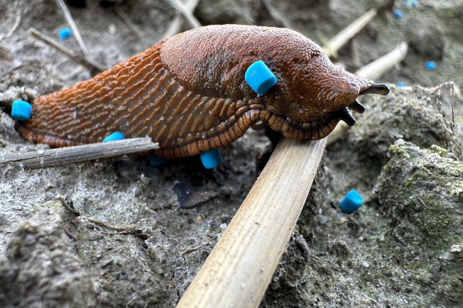 Ślimaki w rzepaku wciąż są groźne. Jak je zwalczać?