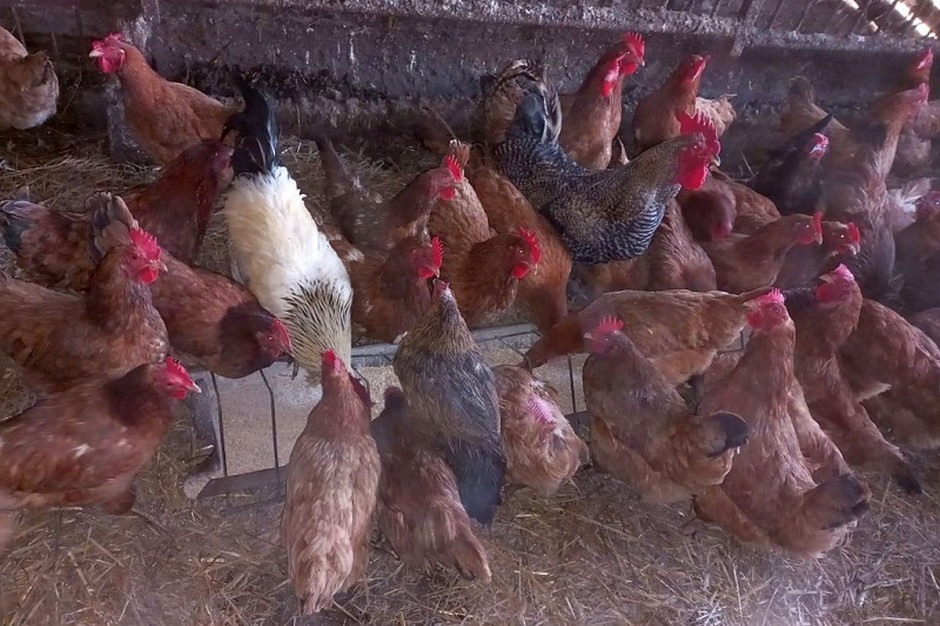 Kto podmienił kury w kurniku? Nietypowa interwencja policji