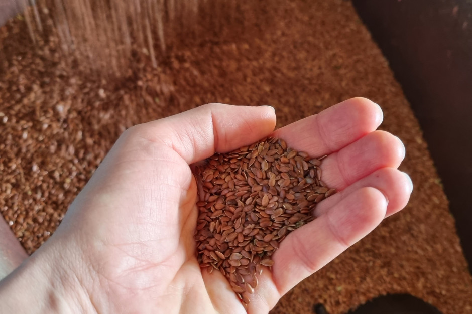 Len oleisty. Czy to się opłaca?