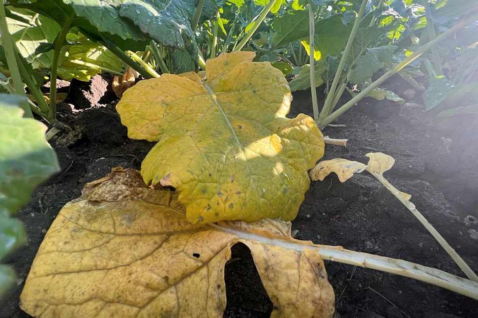 Powszechne niedobory azotu w rzepaku ozimym a program azotanowy. Jak to ...