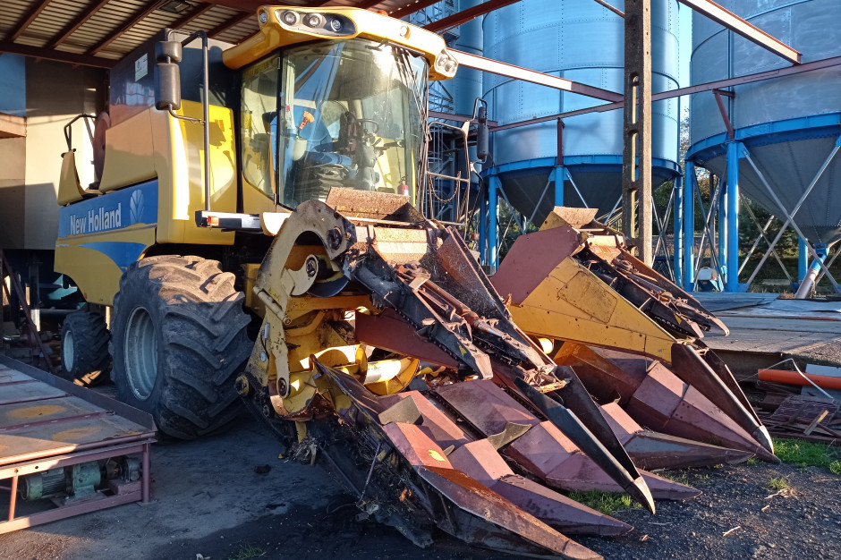 Żniwa kukurydziane na Opolszczyźnie. Plony, suszenie i ceny