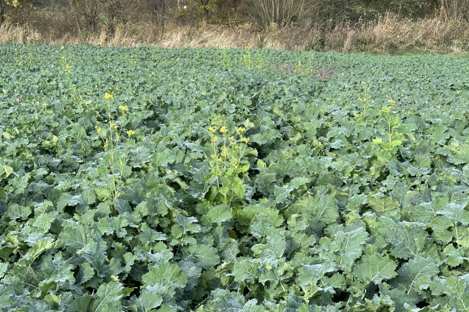 Rzepak kwitnie w listopadzie? Możliwe, ale raczej nie