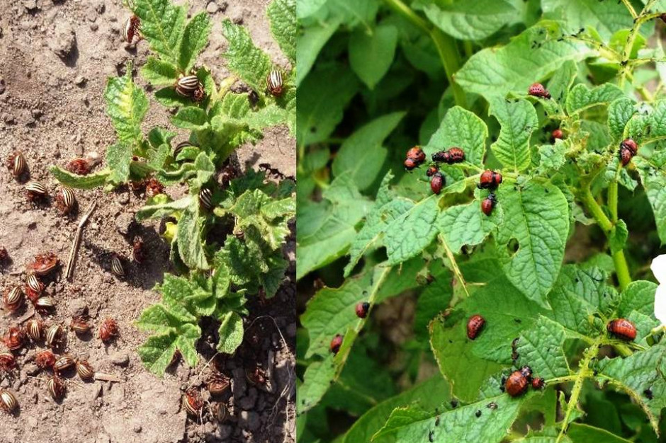 Po dwóch latach przywrócono do gry chloropiryfos