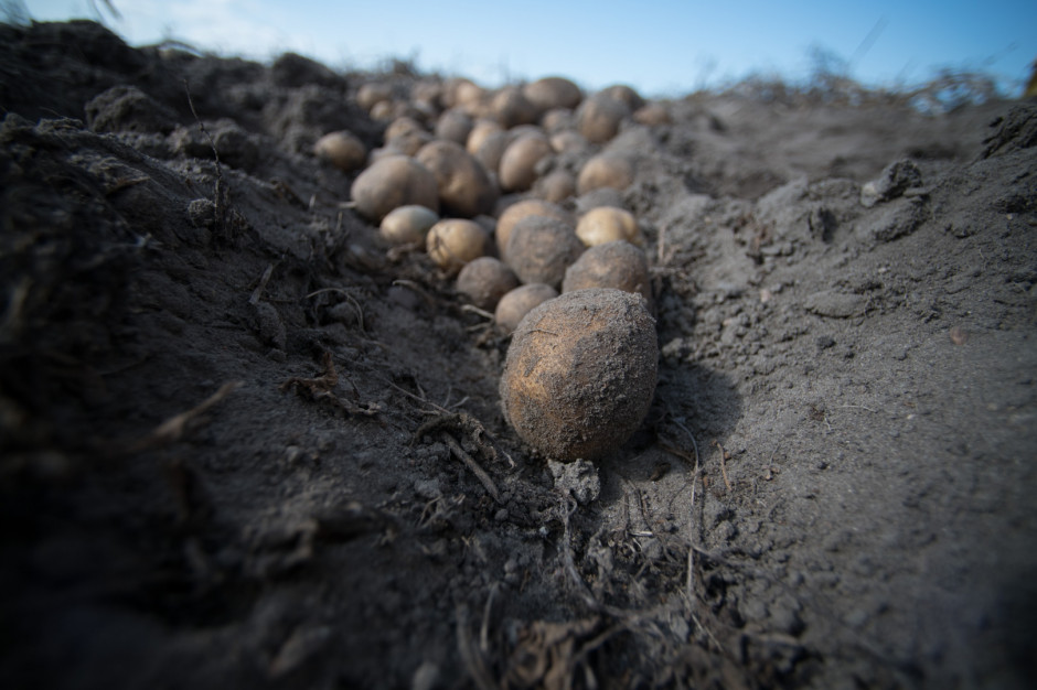 Najwyższej jakości chipsy PepsiCo Polska powstają z najlepszych ...