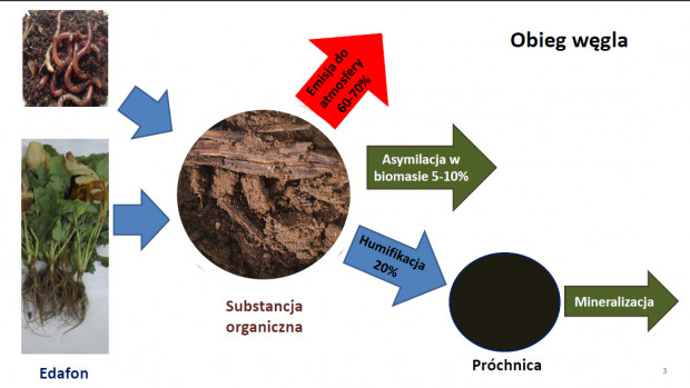 Wszystko o próchnicy glebowej