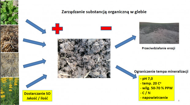 Wszystko o próchnicy glebowej
