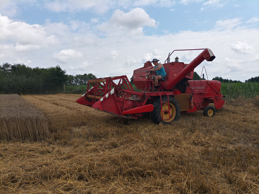 Pracujące klasyki. Massey Ferguson 86