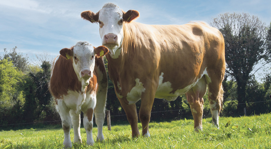 Przegląd ras mlecznych. Rasa simental