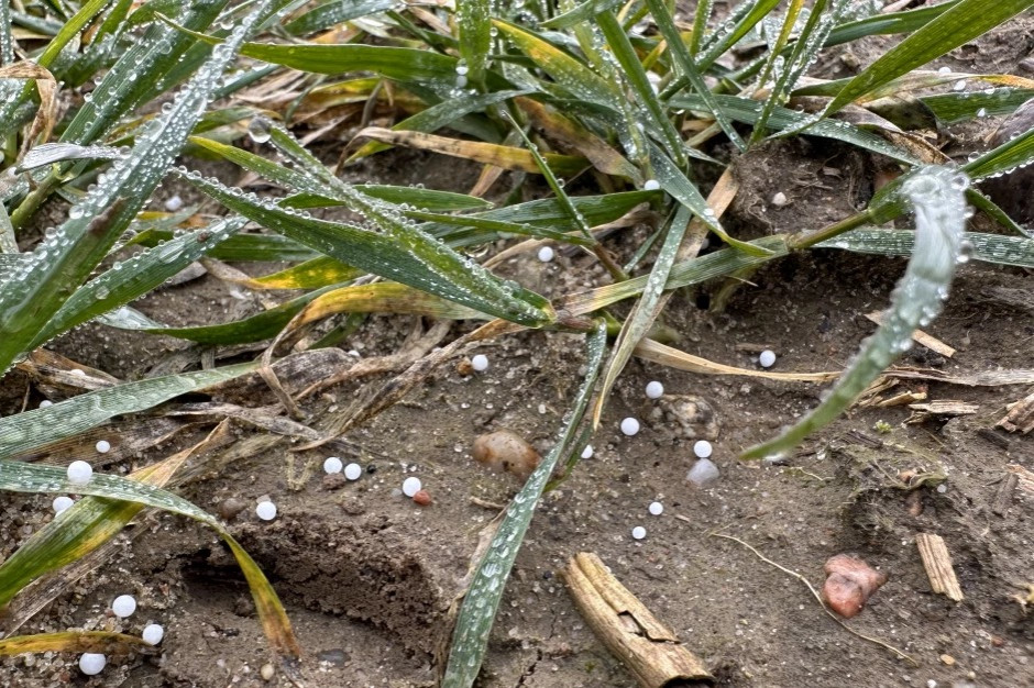 Jak szybko następują przemiany azotu?