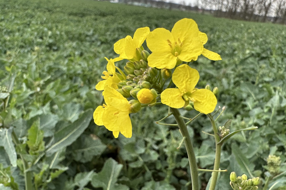 Rzepak tuż przed kwitnieniem. Przed Wielkanocą groźny będzie słodyszek
