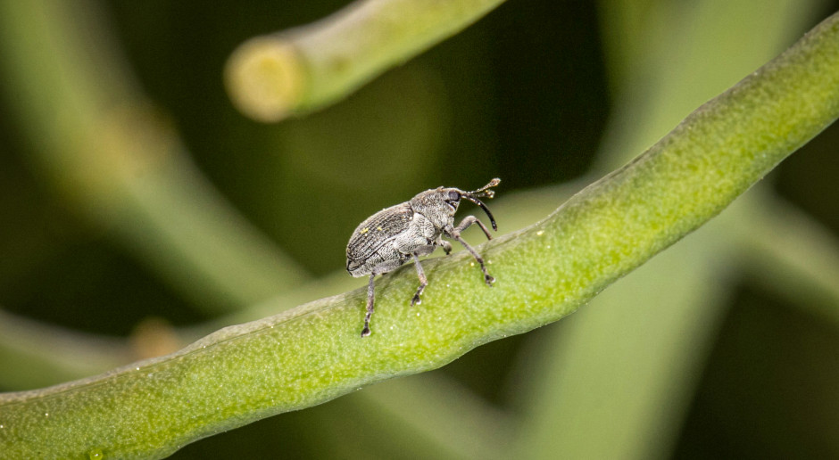 Chowacz podobnik buduje odporność