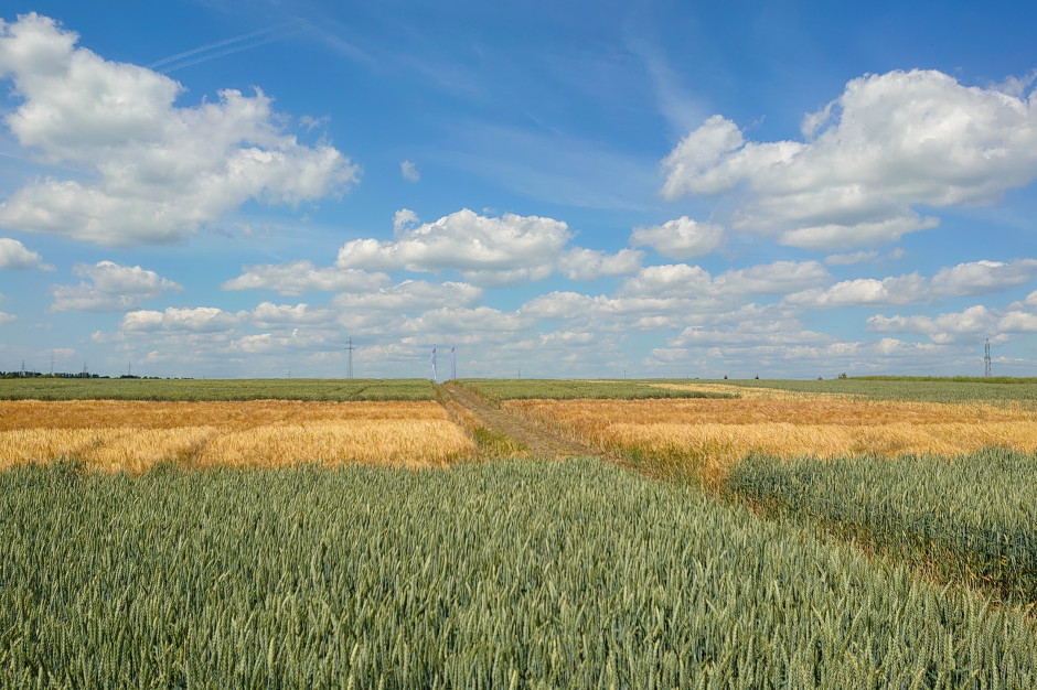 Czym wyróżnia się plantacja nasienna i jakie wymagania musi spełniać?