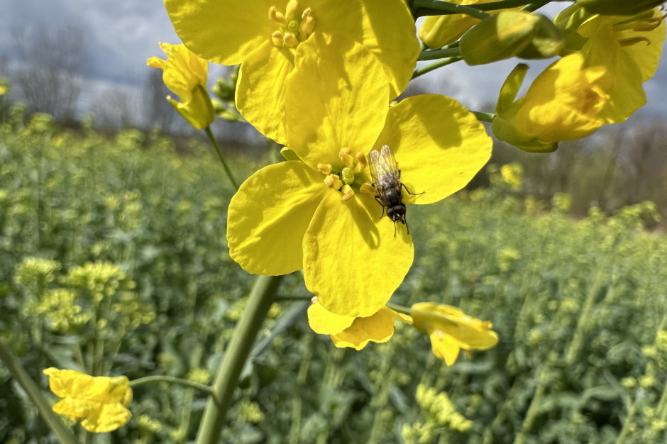 Rzepak rozpoczyna kwitnienie, zboża po T-1. Sprawdzamy sytuację na ...