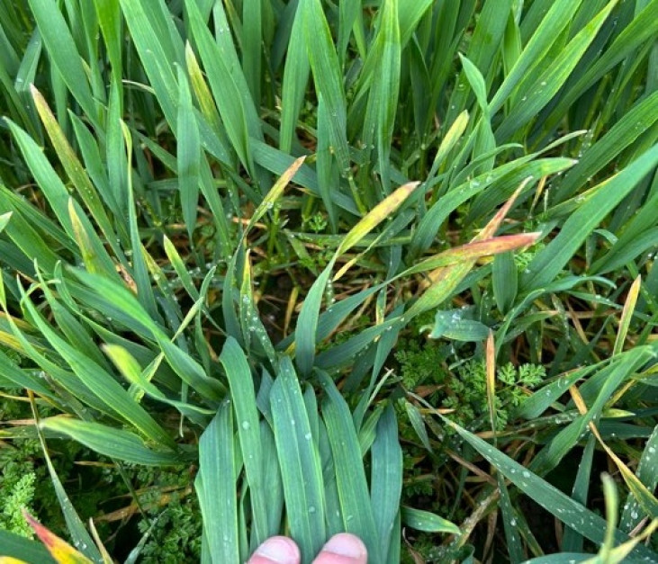 Nie tylko jęczmień, lecz także pszenica jest zawirusowana. W łanie są ...