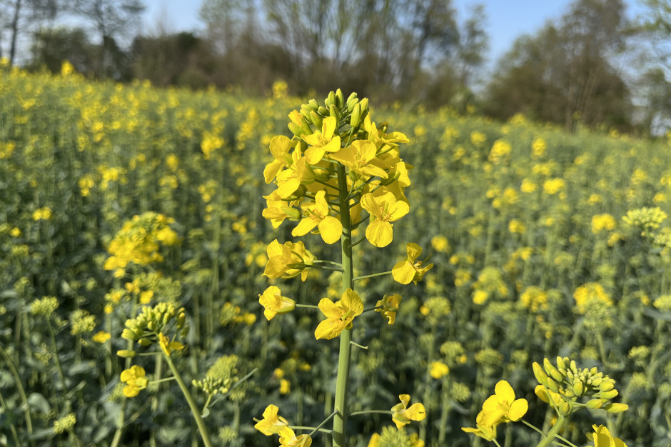 Stan rzepaku. W Wielkopolsce roje szkodników, w Lubuskiem kłopoty z ...