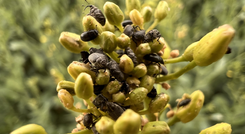 Chowacz podobnik jak plaga egipska. Duże zagrożenie dla plonu rzepaku