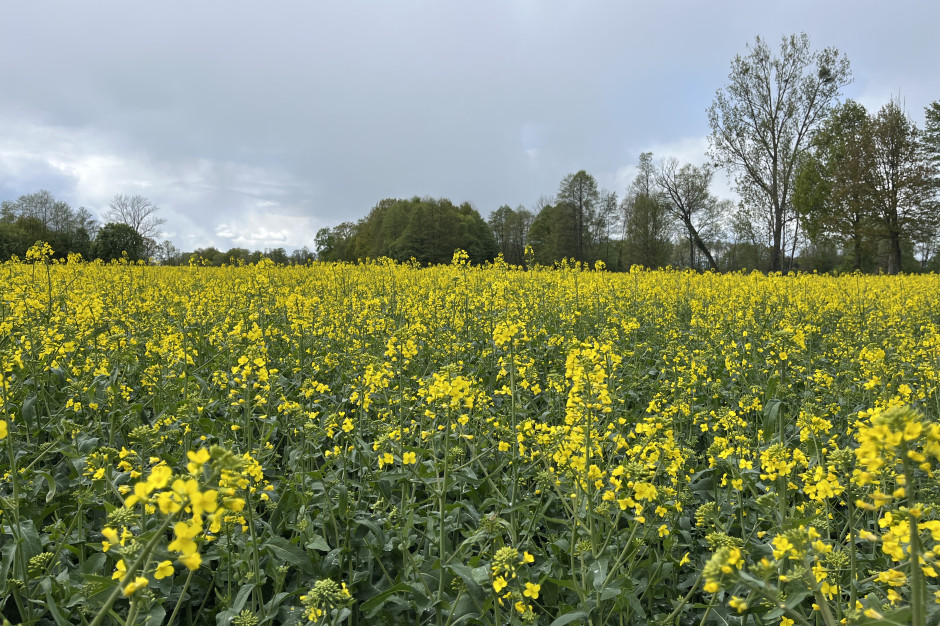 Rzepak nierówno kwitnie. Dlaczego? Jakie będą skutki?