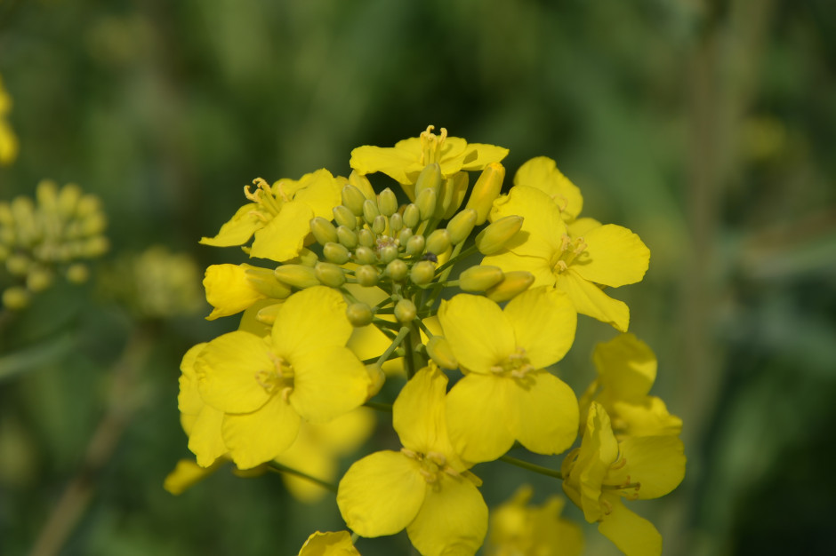 Ochłodzenie w łanie kwitnącego rzepaku. Co może się stać?