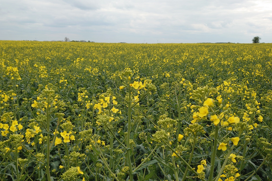 Rzepak ozimy w woj. kujawsko-pomorskim zaczyna kwitnąć