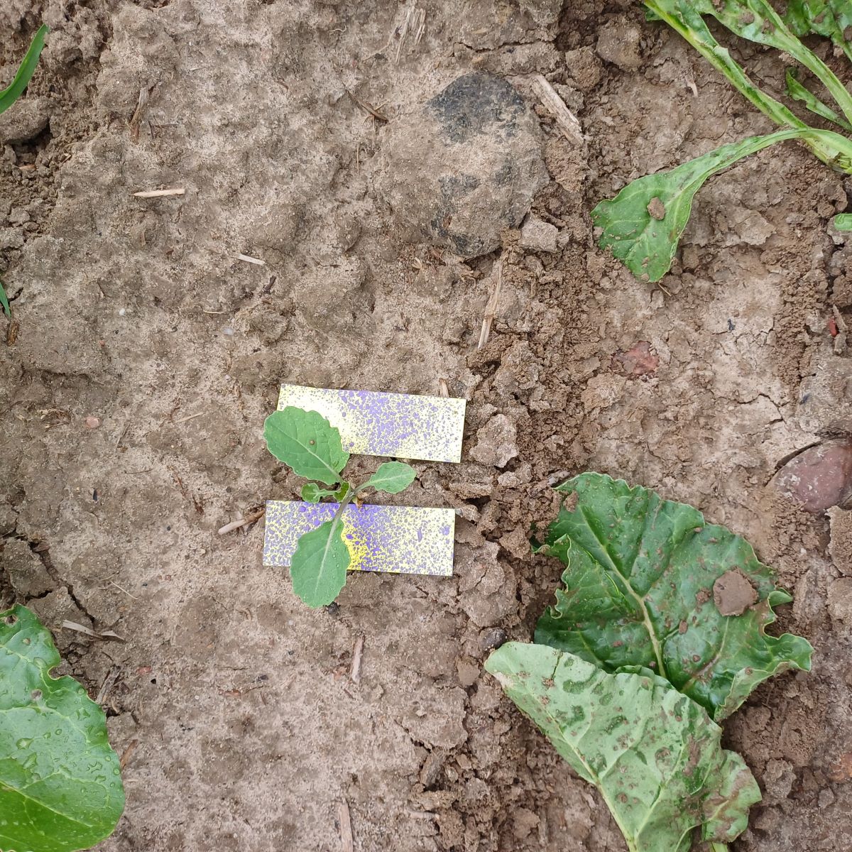 Roboty pokazały klasę. Farming GT - pielenie i oprysk buraków