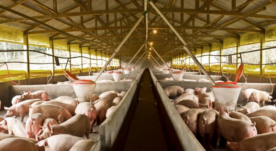 Oto trzodowe molochy. Sześć firm utrzymuje łącznie prawie 8 milionów ...