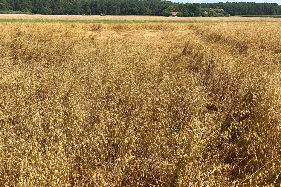 Dlaczego nie ma dopłat do owsa? Odpowiedź jest zaskakująco prosta