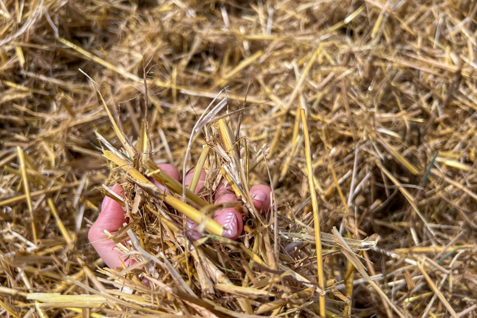 Słoma wliczona do ekoschematów