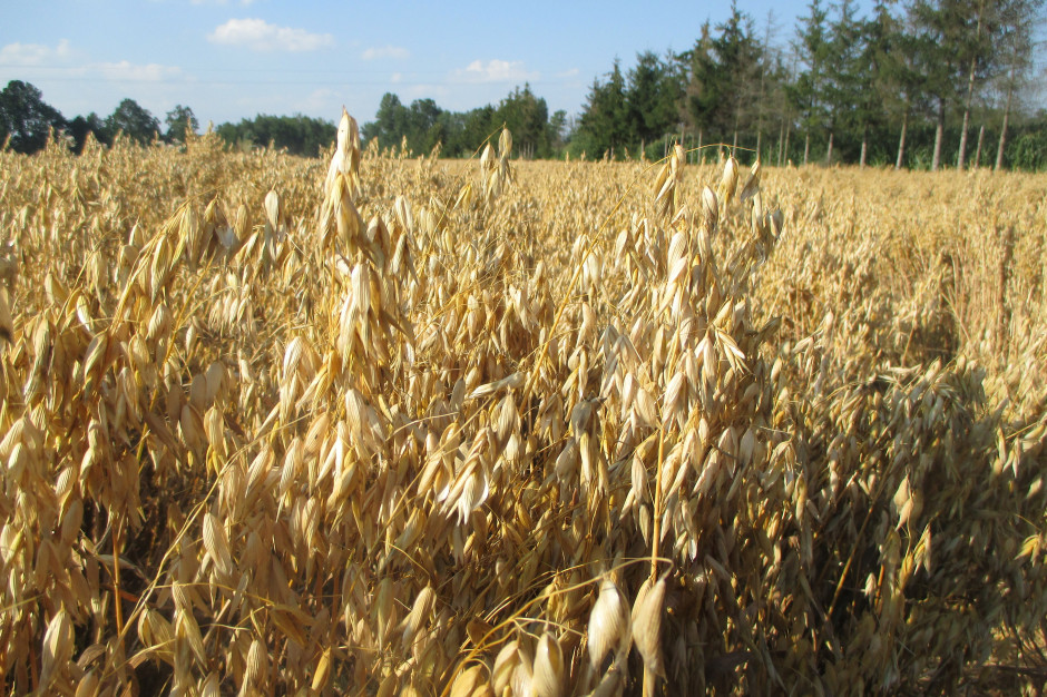 Owies ozimy: kiedy i jak siać?