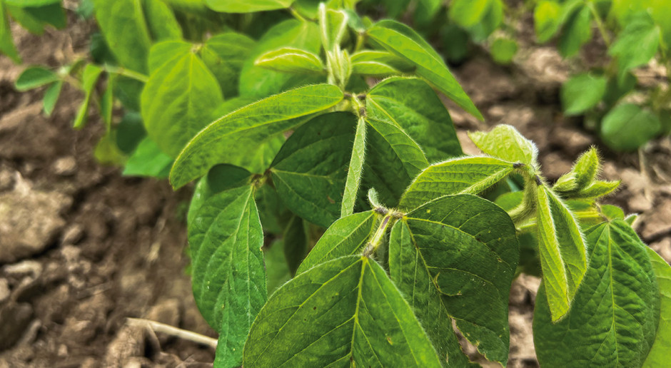 Integrowana produkcja soi