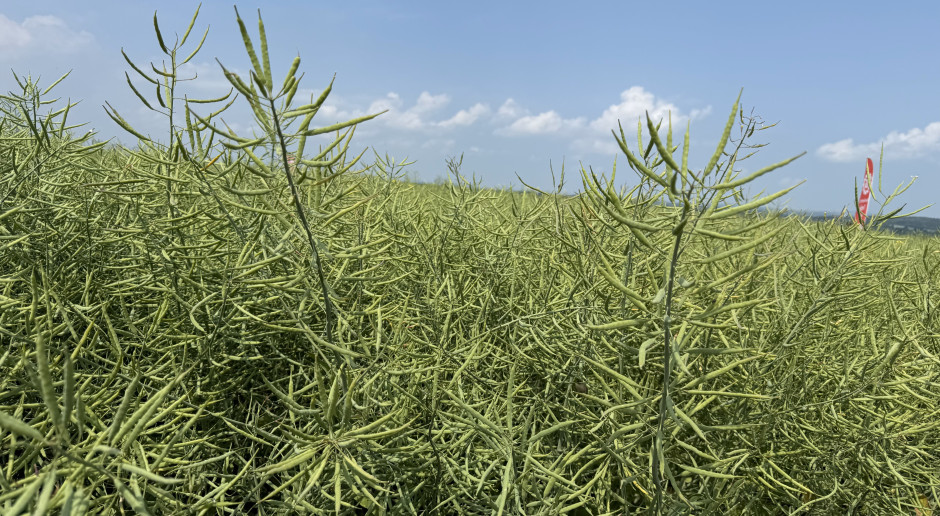 Ile kosztować będą nasiona rzepaku? Ekspert z firmy Osadkowski o rynku ...