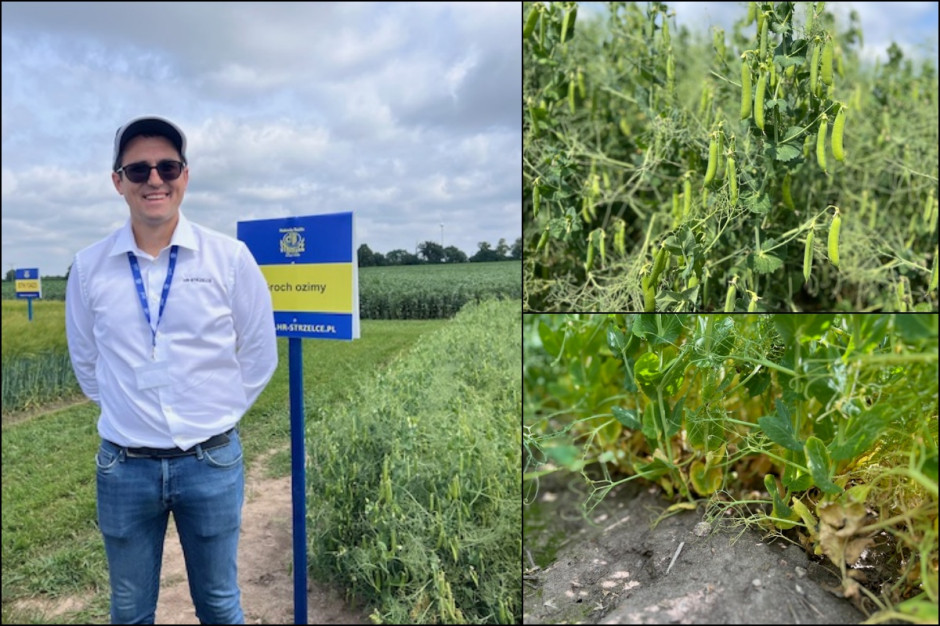 4 petardy w pszenicy ozimej, owies ozimy oraz groch ozimy. HR Strzelce ...