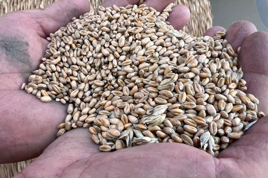 Apel o szukanie nowych rynków zbytu dla zbóż i port zbożowy. Dokładne ...