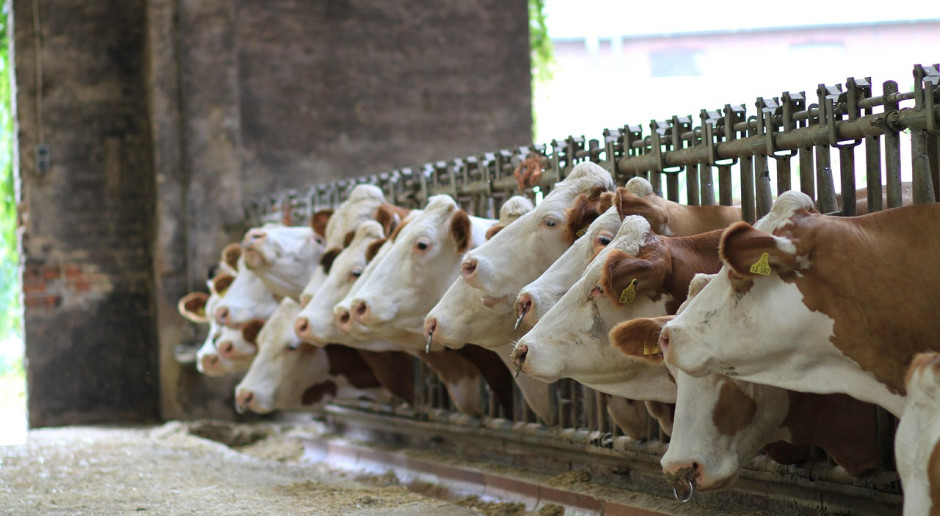 Czy dodatek paszowy zabija krowy? Miał redukować emisję metanu u bydła