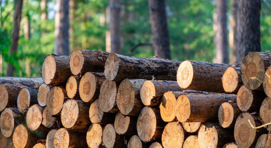 Palenie tym drewnem może kosztować nawet 5 tys. zł. Przepisy są ...