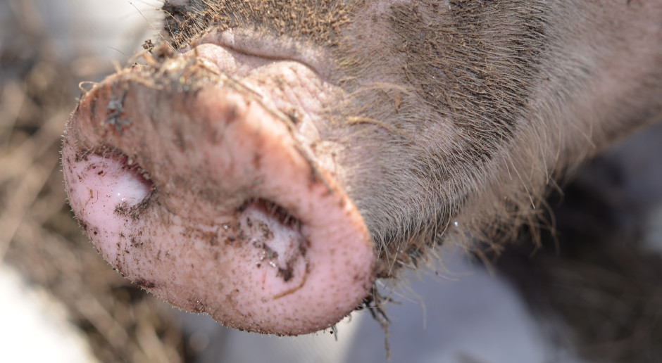 Boom w eksporcie brazylijskiej wieprzowiny w 2025 roku. Perspektywy na ...