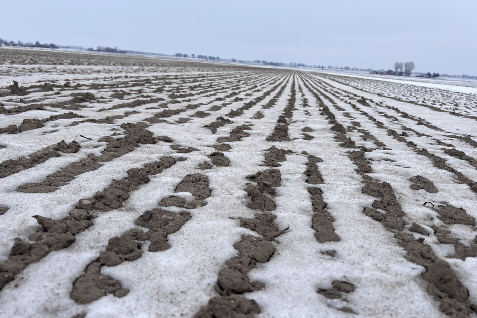 Śnieg zdecyduje o przezimowaniu ozimin: albo 50 cm śniegu, albo nic