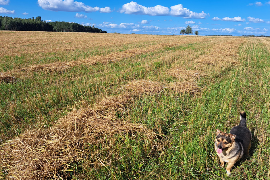 Ponad 1 mln hektarów w dzierżawie. Sprawdzamy, gdzie jest jej najwięcej ...